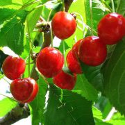 1. Pomi fructiferi – Pepiniera Rîștei Mihăiță Ciumbrud – jud. Alba