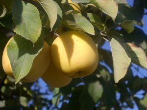Măr GOLDEN DELICIOUS – Pepiniera Rîștei Mihăiță Ciumbrud – jud. Alba