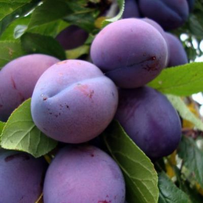 Pruni – Pepiniera Rîștei Mihăiță Ciumbrud – jud. Alba
